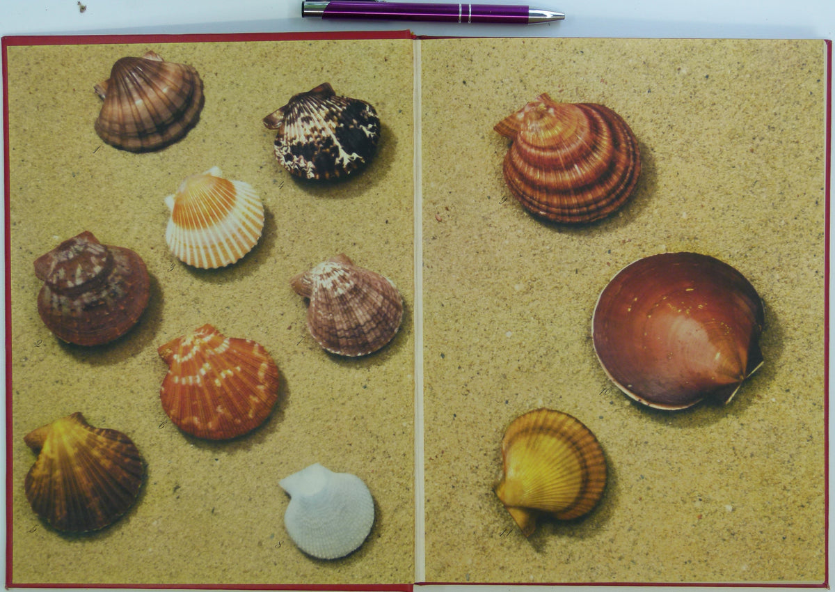 Cox, Ian. Ed. (1957). The Scallop; Studies of a shell and its influenc ...