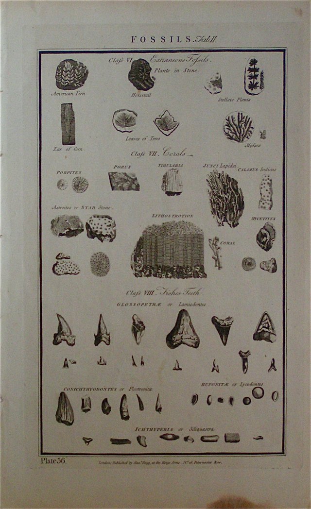 Fossils, tab. II – 19th Century Geological Maps